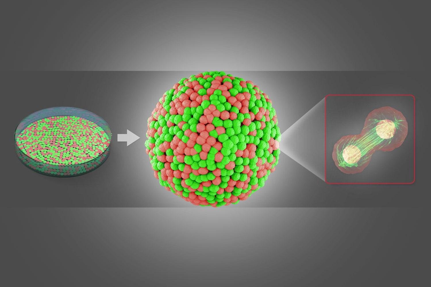 Microscopía confocal » Keck Cave