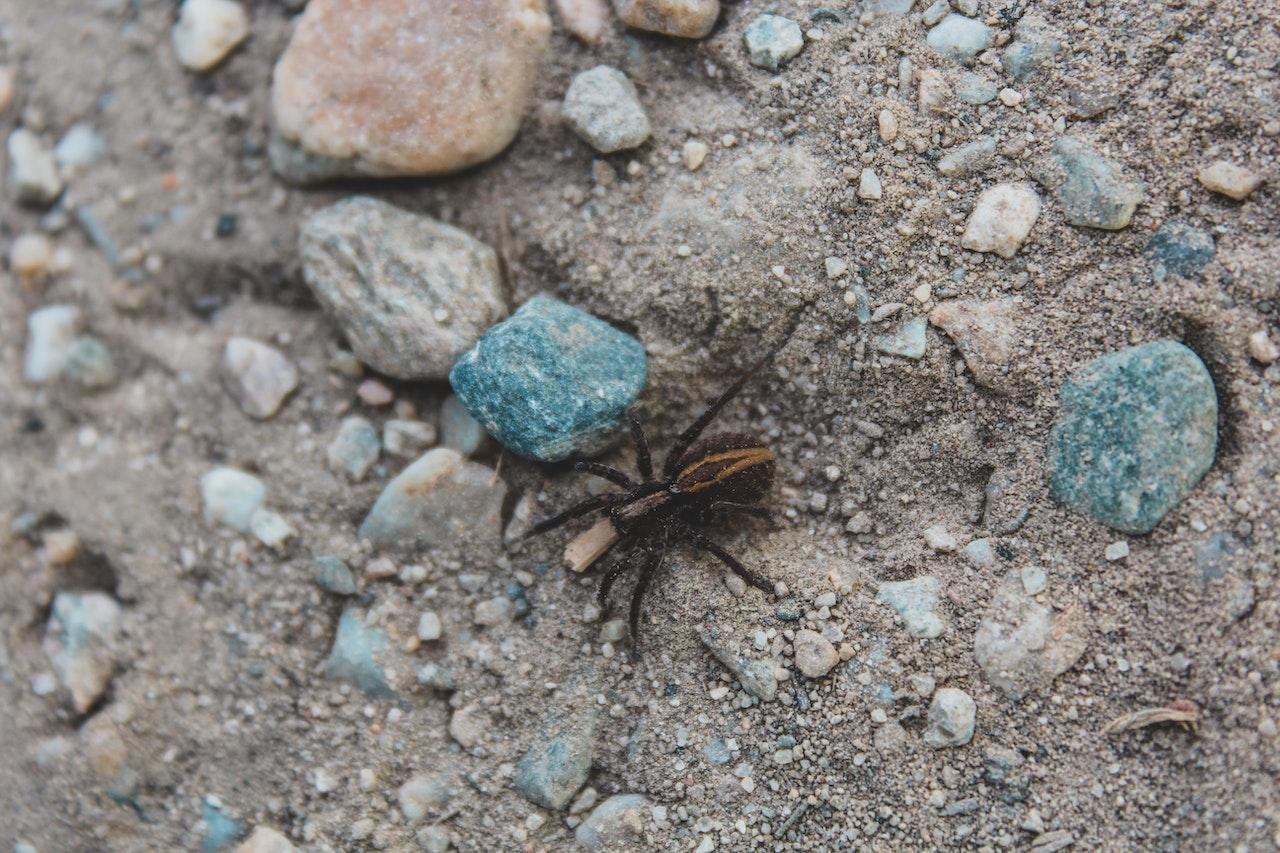 Are Cave Spiders Dangerous