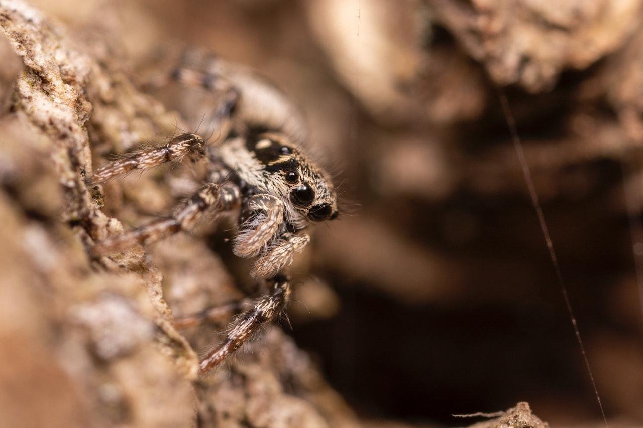 Can cave spiders climb signs » Keck Cave